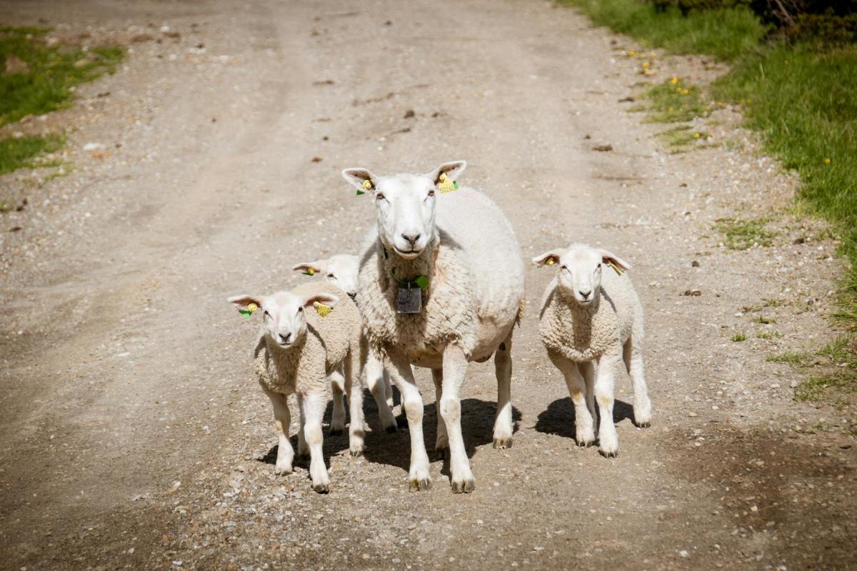 How to Walk With Lambs | praise2worshipdotnet